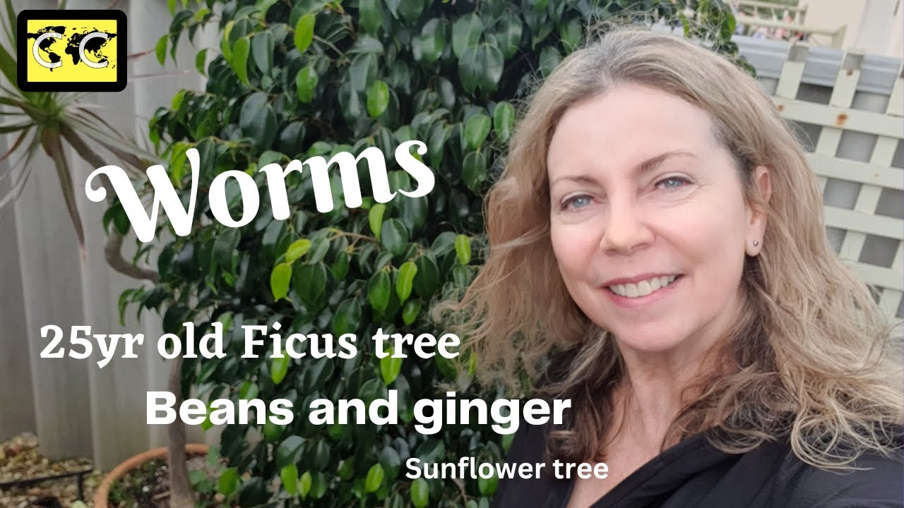 Worms /25 yr old ficus tree🌳/Beans and ginger - YouTube