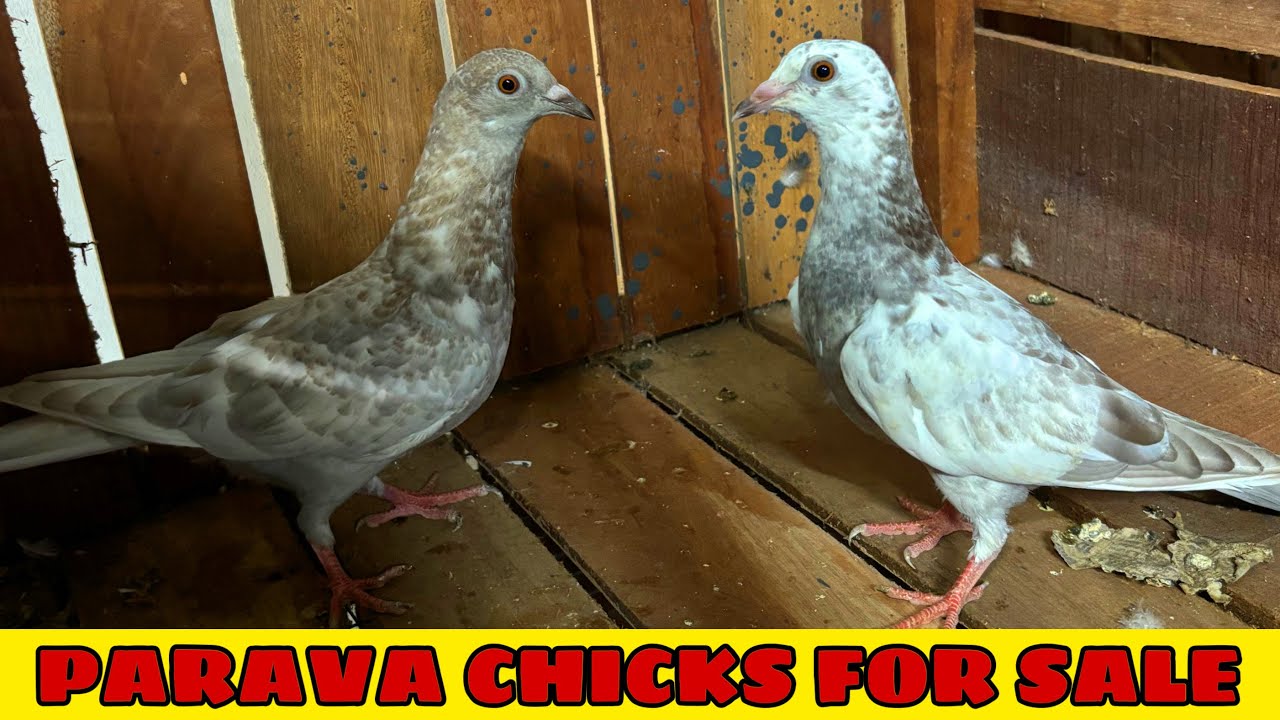 Parava resulted chicks for sale | 6374370483 | gaurenty chicks sale | # ...