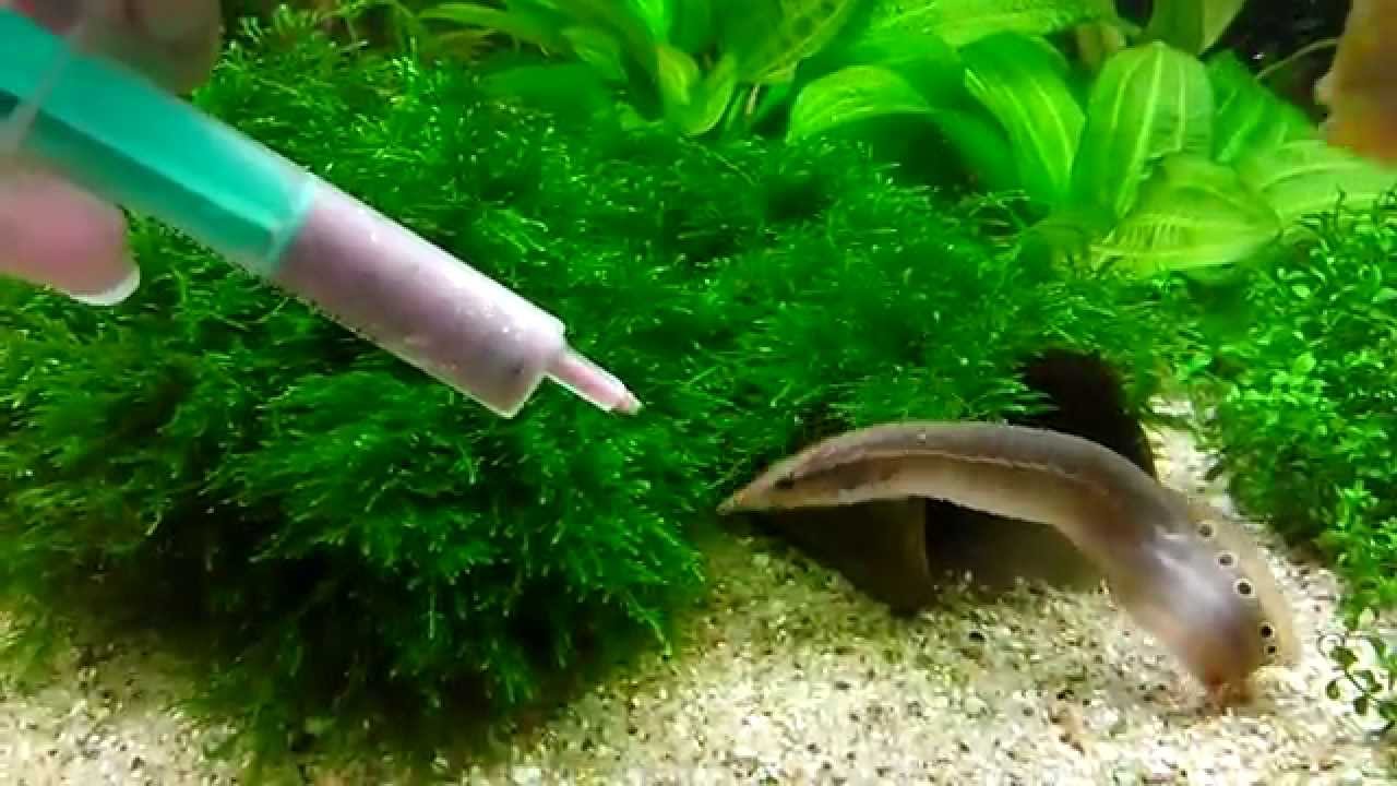 ostronos przy posiłku - YouTube