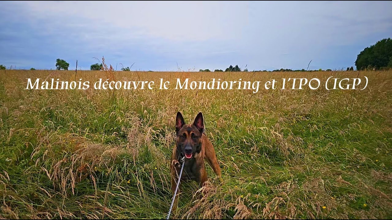 Malinois découvre le Mondioring et l'IPO (IGP) . #Malinois # ...