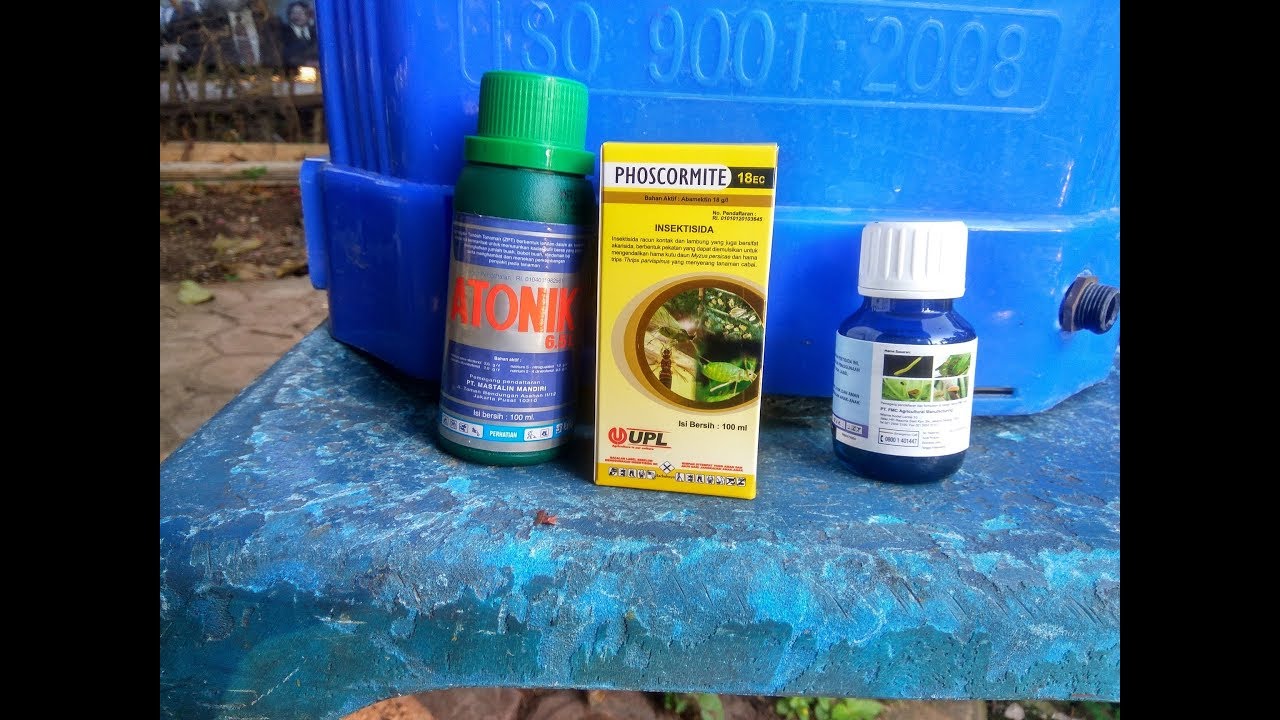 Cara mengendalikan Hama pada Terong Ungu - YouTube