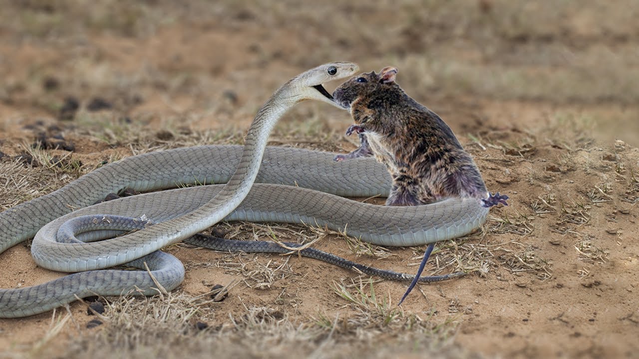 Black Mamba Eating