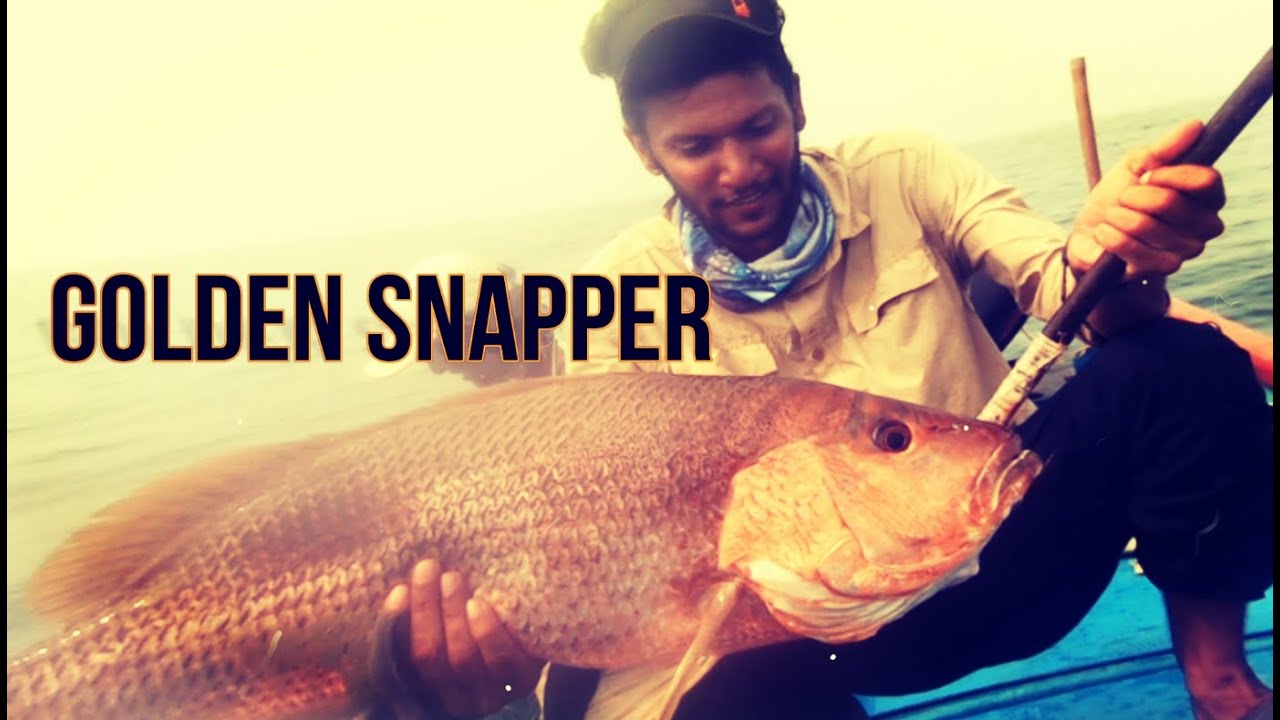 BIGGEST Finger Mark Snapper 12.74kg | Golden Snapper Ever Caught | Fish ...