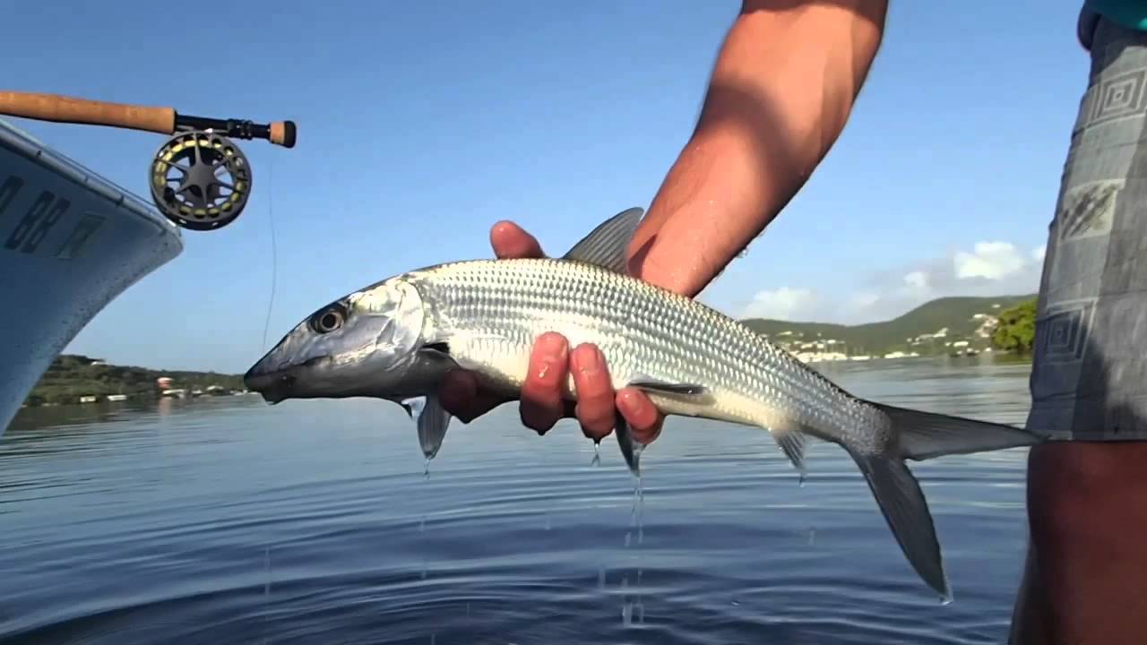 Culebraflyfishing.com...March in Culebra - YouTube