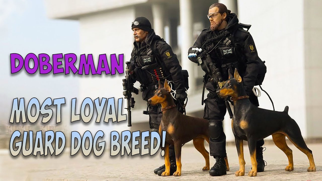 DOBERMAN PINSCHER World's Most Loyal Guard Dog Breed! - YouTube