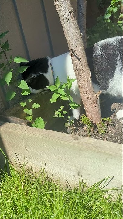 my cat playing with his 🧸 - YouTube