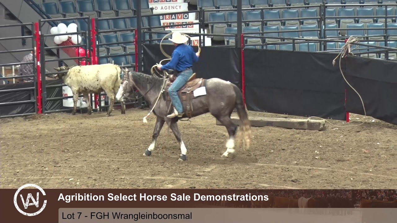 CWA Horse Lot 7.mp4 - YouTube