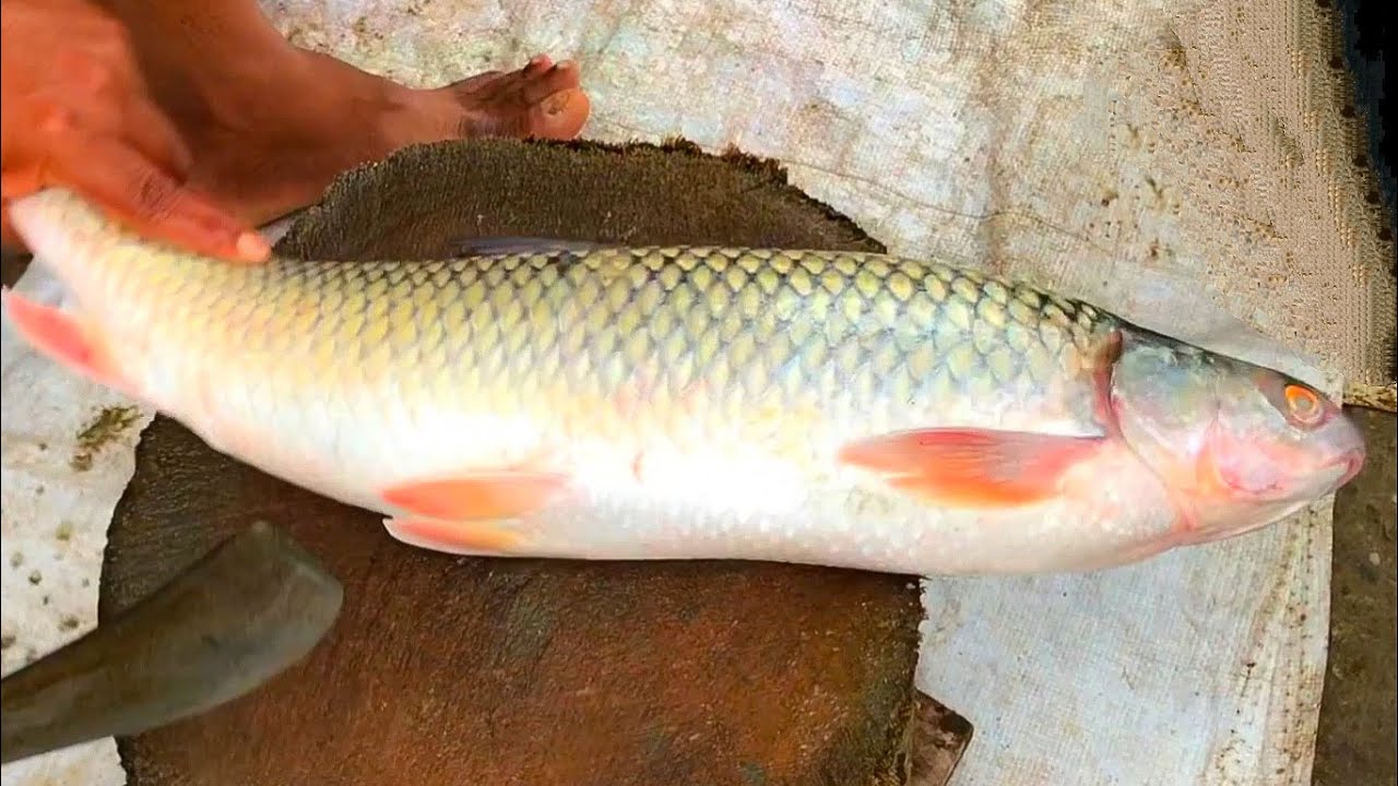 Amazing Cutting Carp Fish By Fisherman At Fish Market - YouTube
