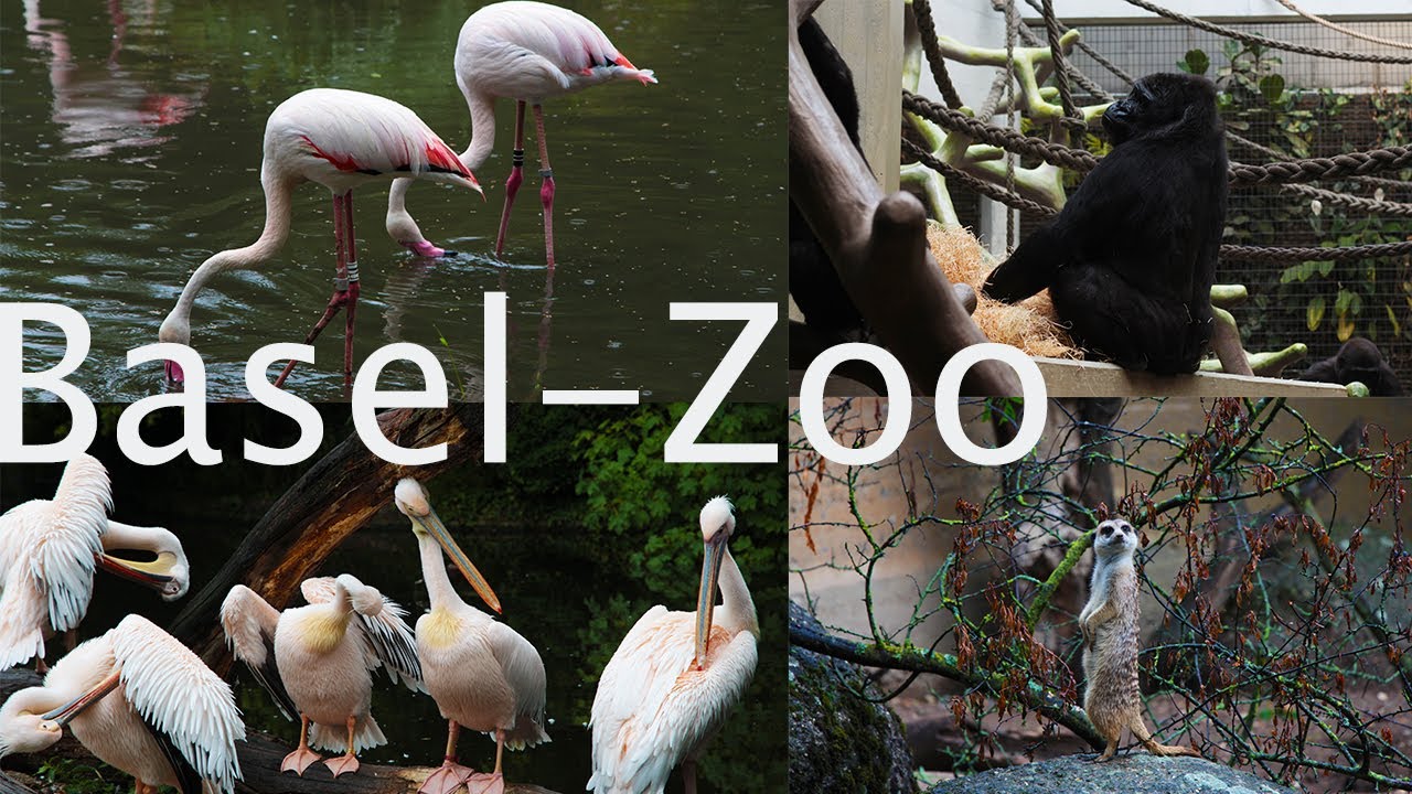 My Journey to Switzerland Part 2 Basel Zoo - YouTube