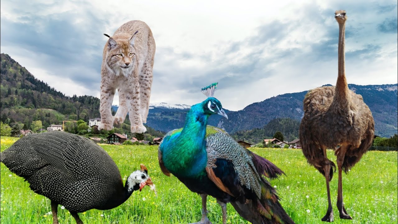 Suara hewan burung unta ayam mutiara burung merak lynx - YouTube