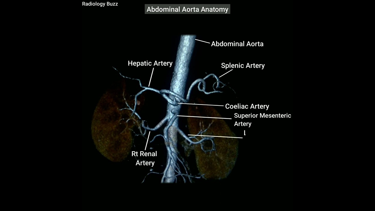 Abdominal Aorta Anatomy