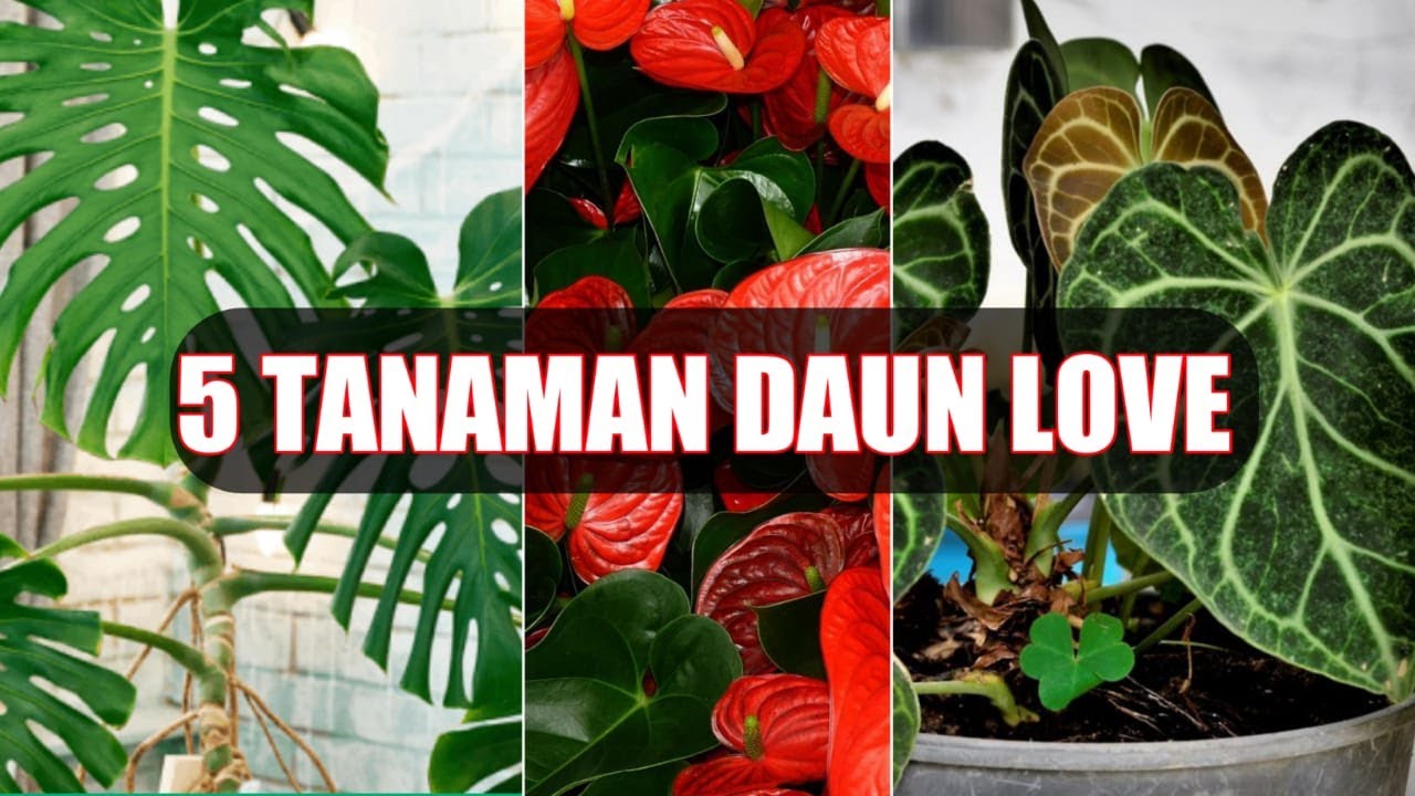 5 TANAMAN HIAS DAUN LOVE - YouTube