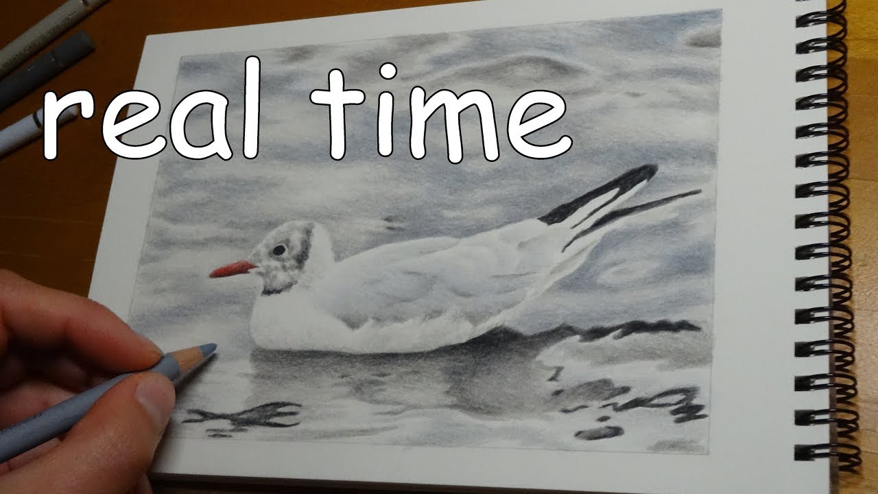 drawing a seagull in real time - YouTube
