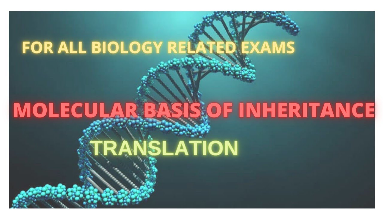 Molecular basis of inheritance|| part5 || Translation || #biology # ...