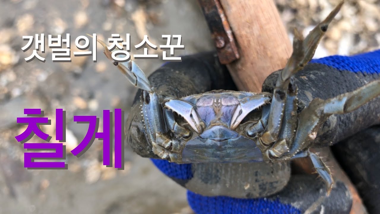 갯벌에서 칠게 잡아서 된장국 재료로 (전국바다투어-무의도 1부) A Tour Of Korea’s Western Sea ...