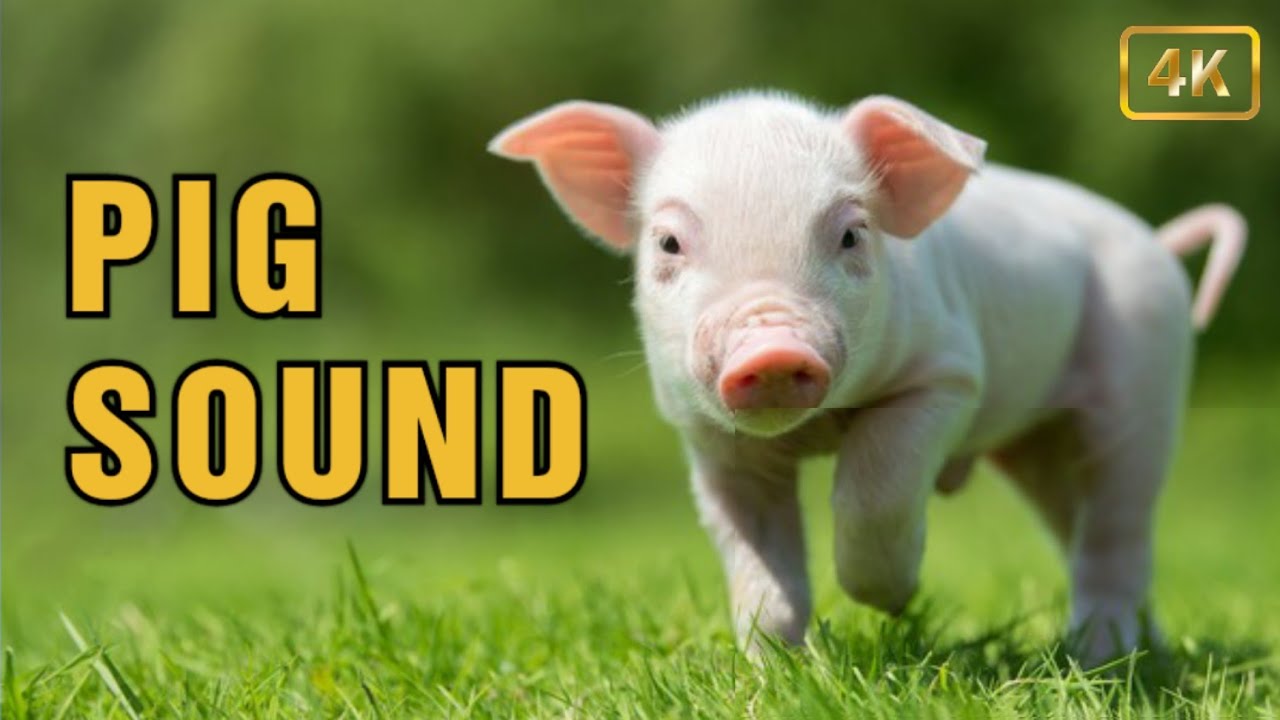 Pig Sounds Effect in Best Quality - YouTube