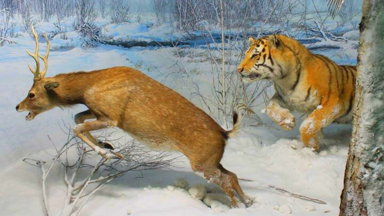 animals 4k deer beautiful jungle janwar new animal punjabitv404 - YouTube