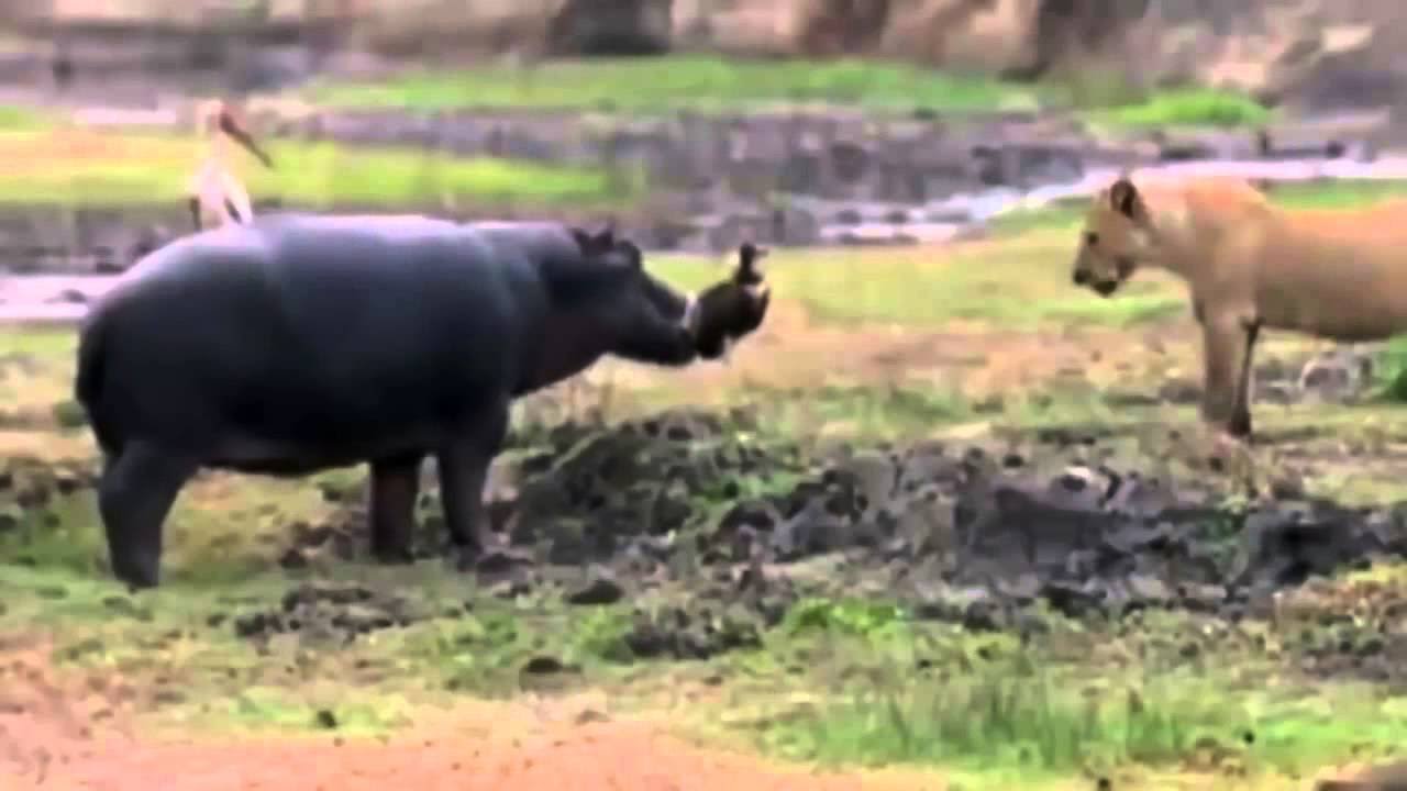LION vs HIPPO - Animal Fight Lion vs Hippo Fight to Death - YouTube