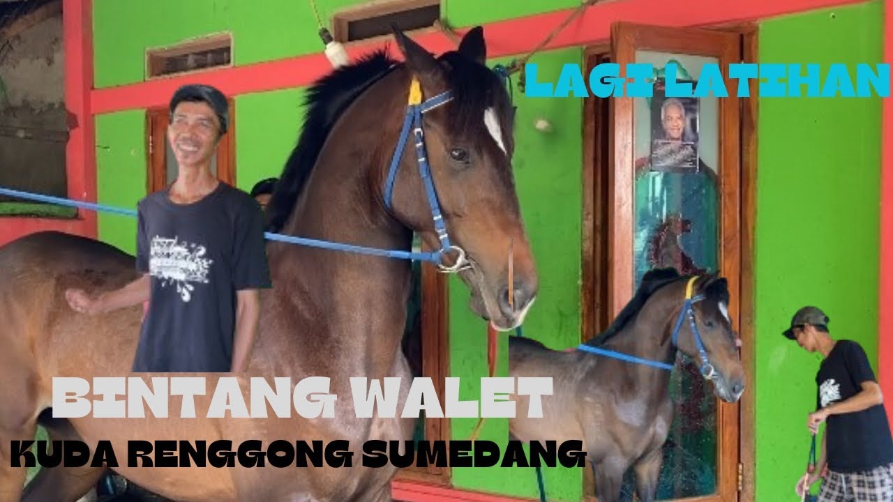 "BINTANG WALET" CALON PENERUS WALET GROUP || KUDA RENGGONG SUMEDANG ...