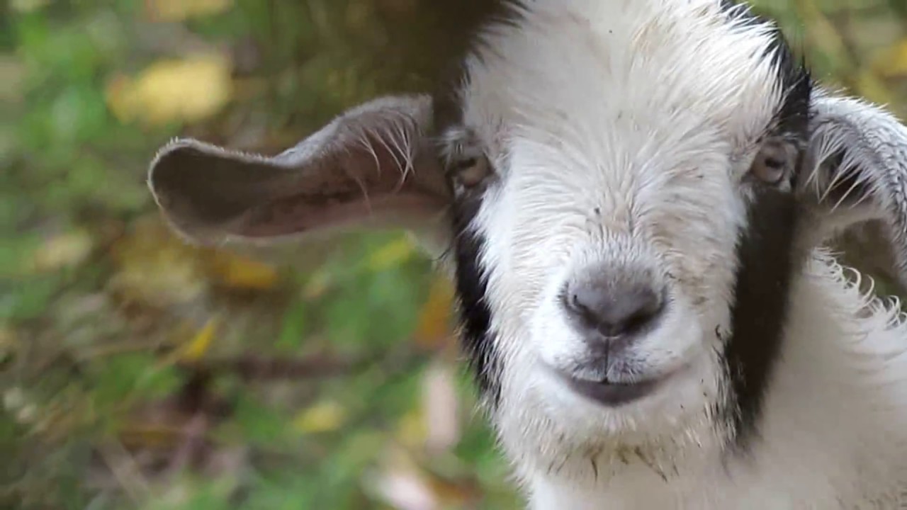 SCREAMING GOATS!! Funny animals 2016 of funny goats yelling. - YouTube