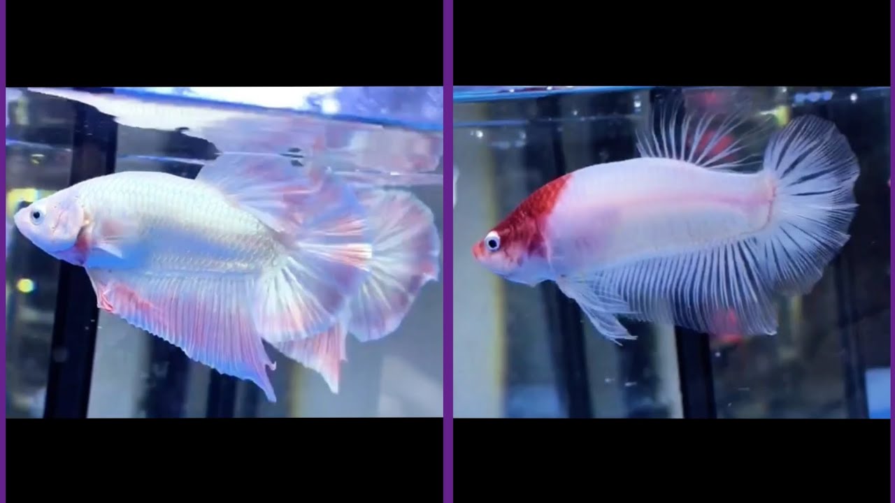 Colorful Giant Fighting Fish General #ThaiFightingFish # ...