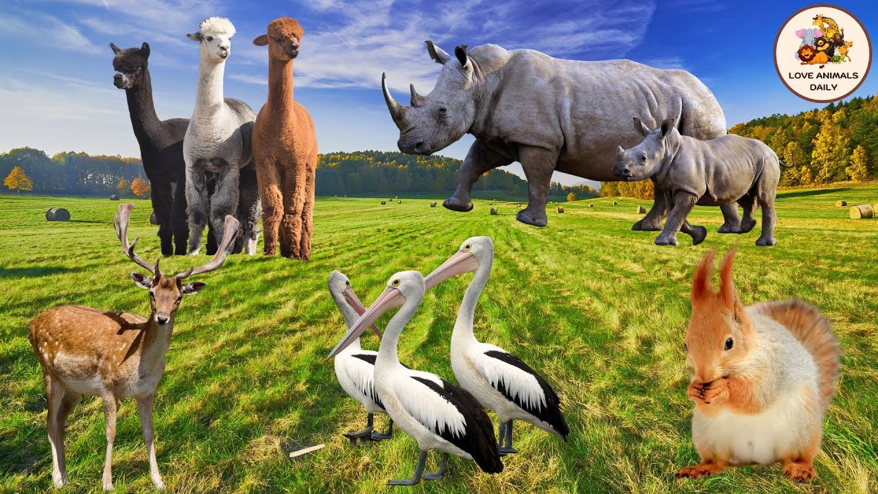 Wild Animal Sounds Around Us: Rhino, Deer, Squirrel, Lynx, Pelican ...