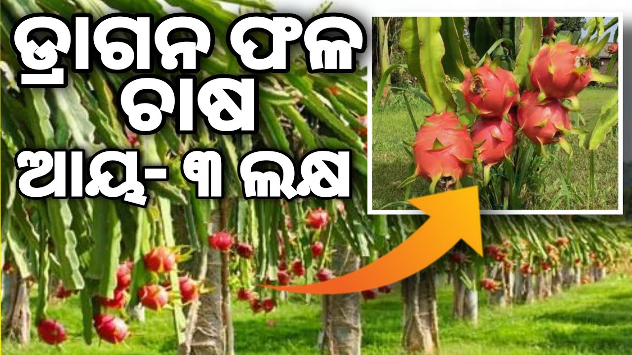 ଡ୍ରାଗନ ଫଳ ଚାଷ | Dragon Fruit Farming | Dragon Fruit Farming in Odisha ...
