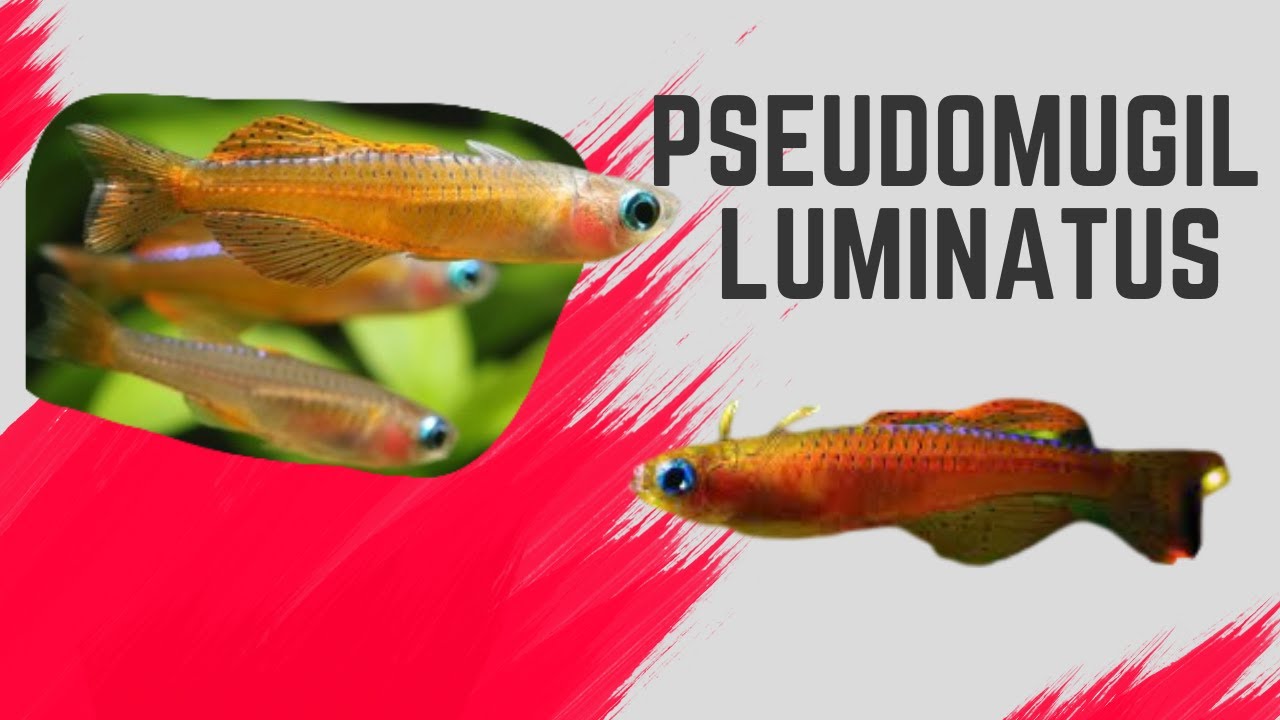 Pseudomugil luminatus | Red Neon Blue Eye Rainbowfish - YouTube