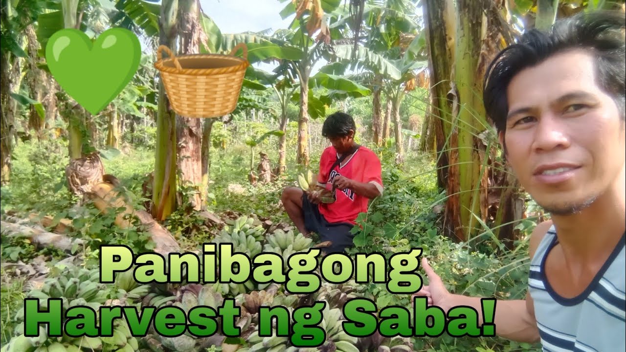 Harvest ng saging na saba|KaFarming vlogs|Oriental mindoro - YouTube