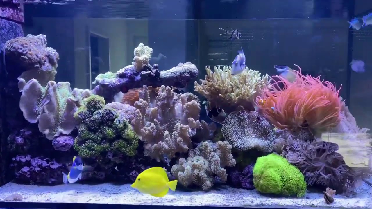 Red Sea Peninsula Reef Tank 10 months later!! - YouTube
