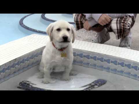 Marley & Me The Puppy Years - Trailer