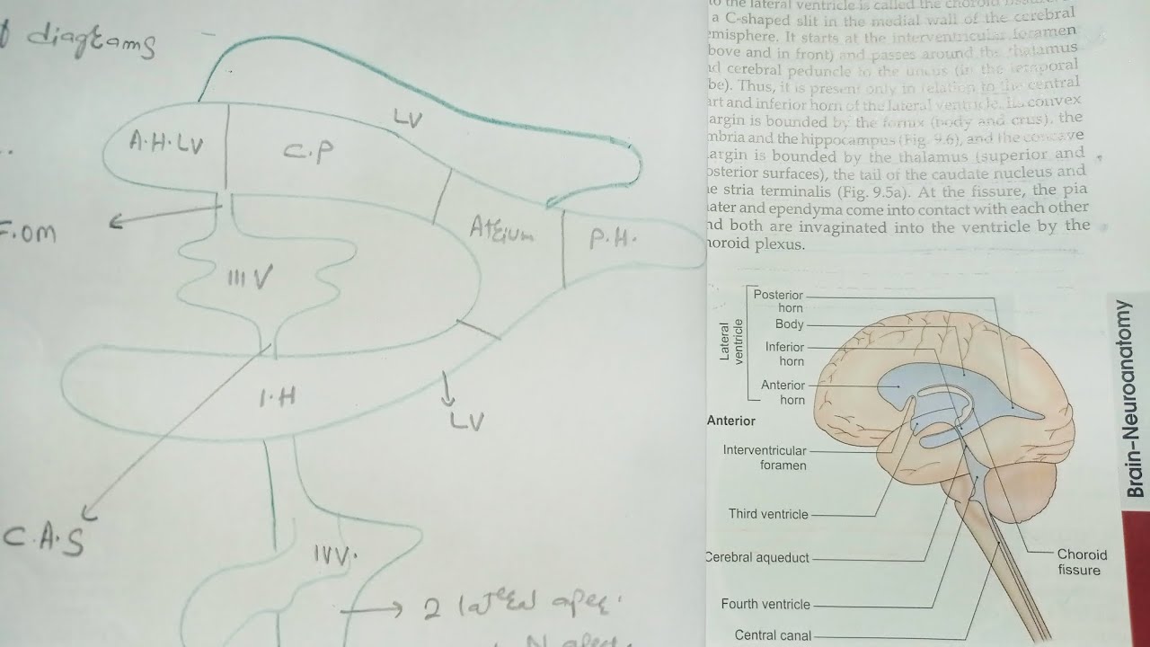 2.Ventricular system when seen from lateral surface..:video 3 of ...