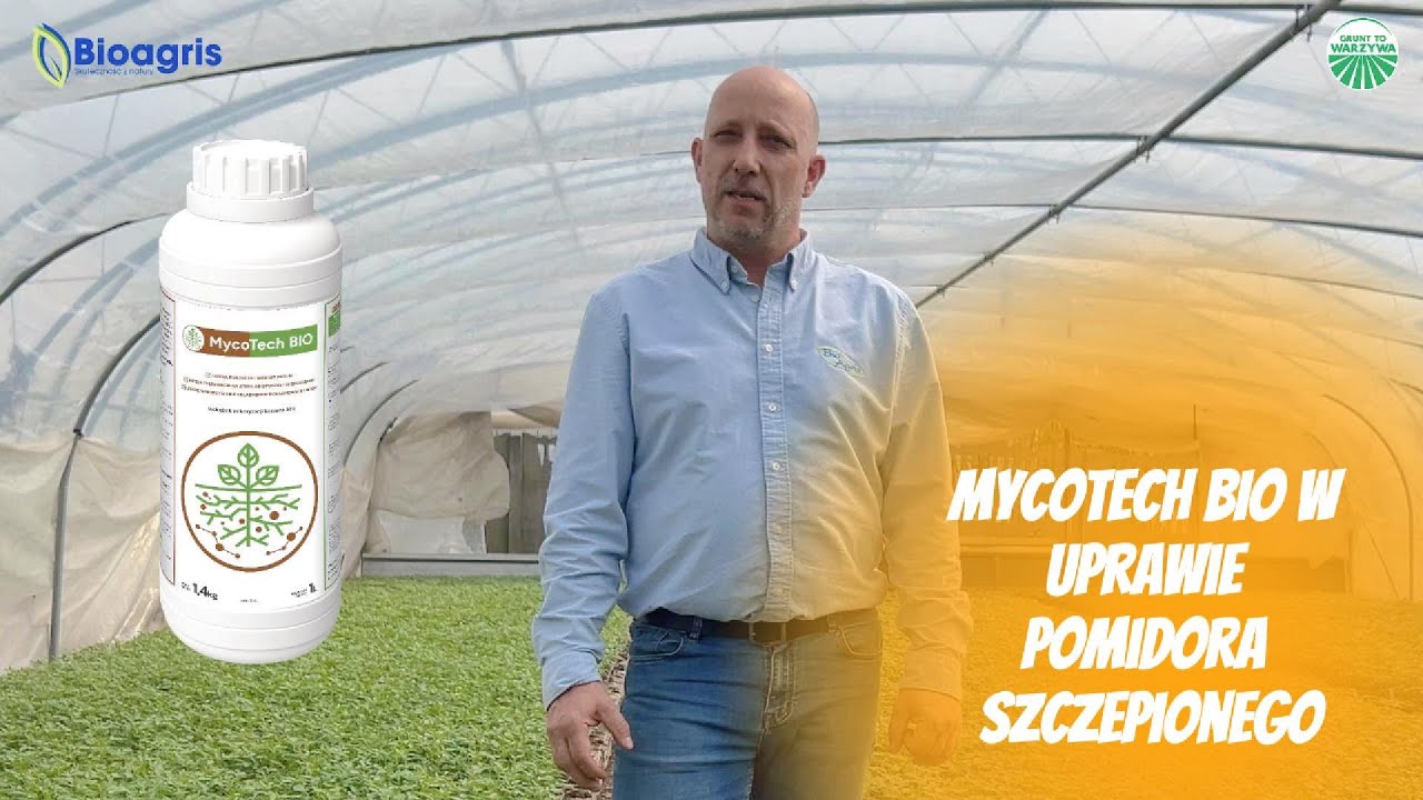 MYCOTECH BIO w uprawie pomidora szczepionego - YouTube
