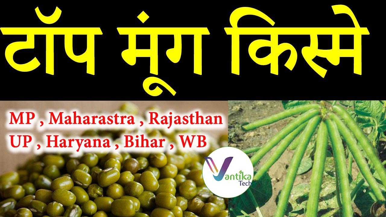 टॉप मूंग किस्मे/Top Mung Variety/Moong Kisme/Green Gram variety/Pusa ...