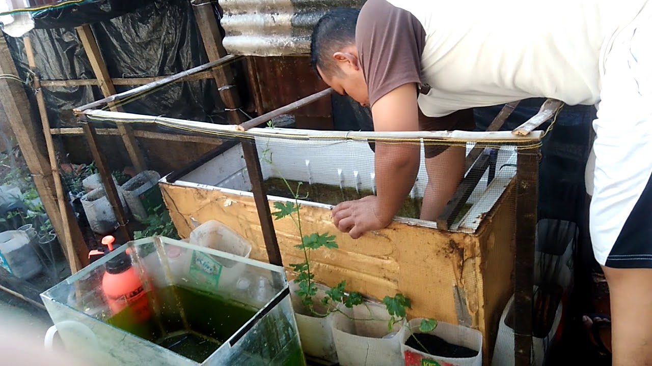 Panen lele,hasil budi daya sendiri - YouTube