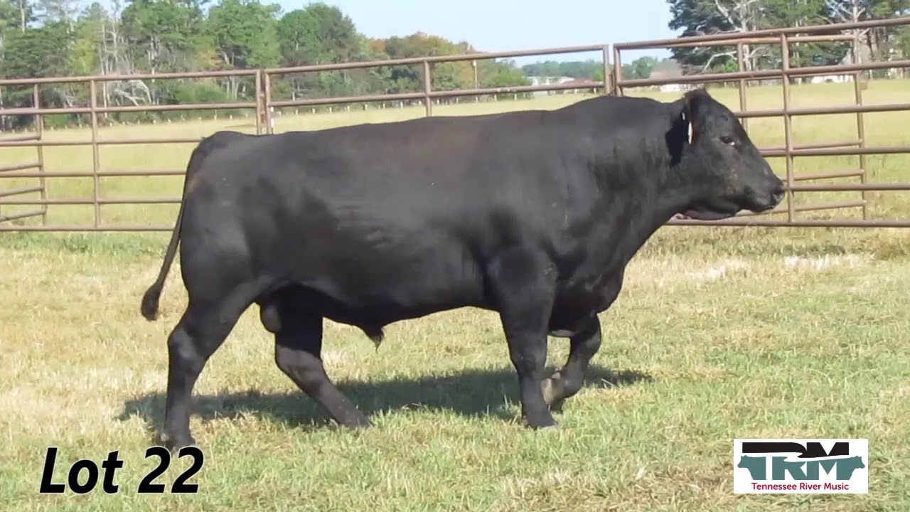 HIgh Cotton Bull Sale 2019 Lot 22 - YouTube