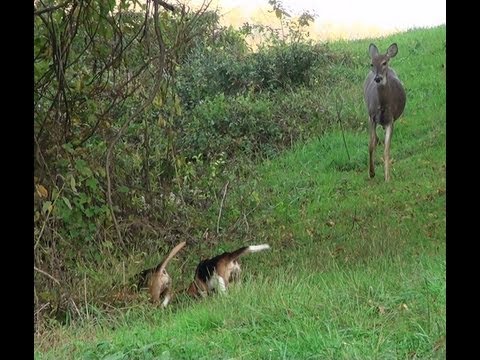 Skyview's Beagles Deer Likes Jen & EZ - YouTube