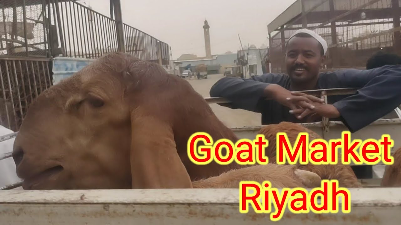 goat market riyadh(saudi arab) - YouTube