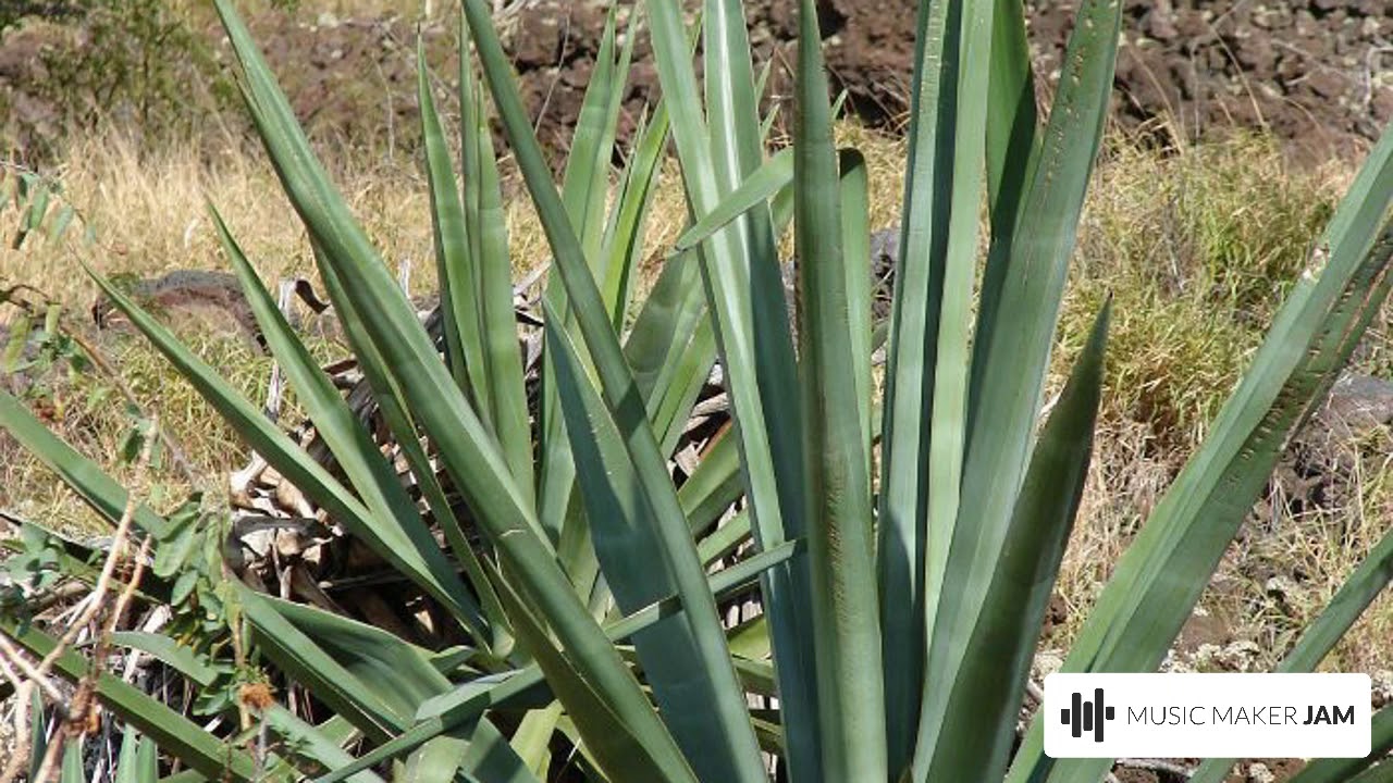 Atomic Enigma - Sisal - YouTube