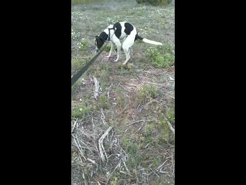 Greyhound Dog taking a dump - YouTube
