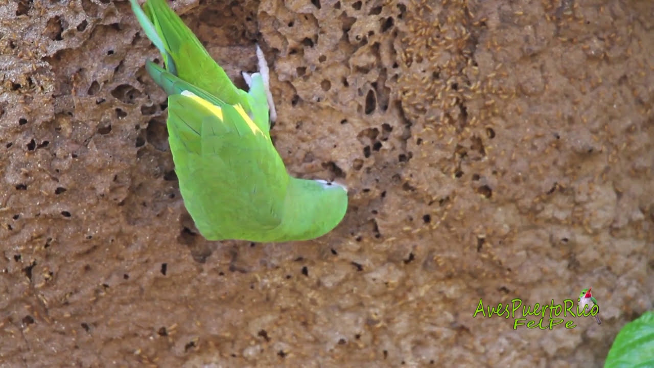 PERICO ALIBLANCO (White-winged Parakeet, Brotogeris versicolurus ...