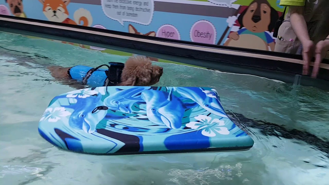 【Pet's Swimming Pool】Tiger the #Poodle - YouTube