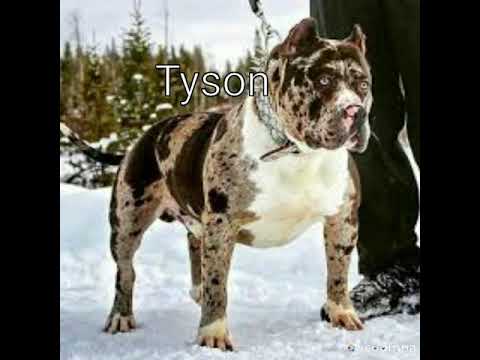 Pitbul köpek isimleri #3
