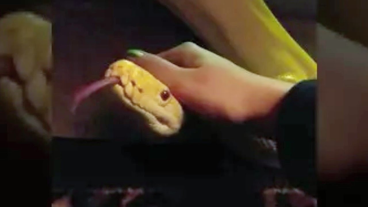 Friendly Burmese Python 😍🐍 - YouTube