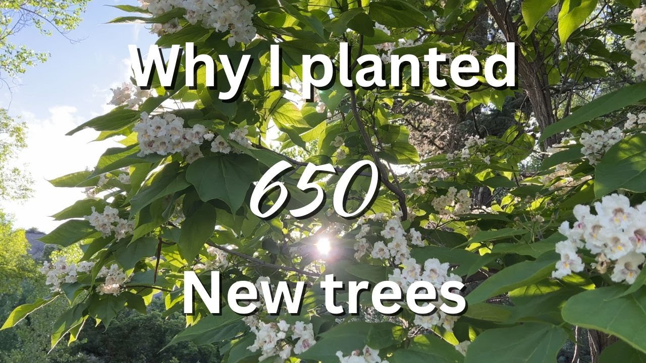 This is why trees are so important - YouTube