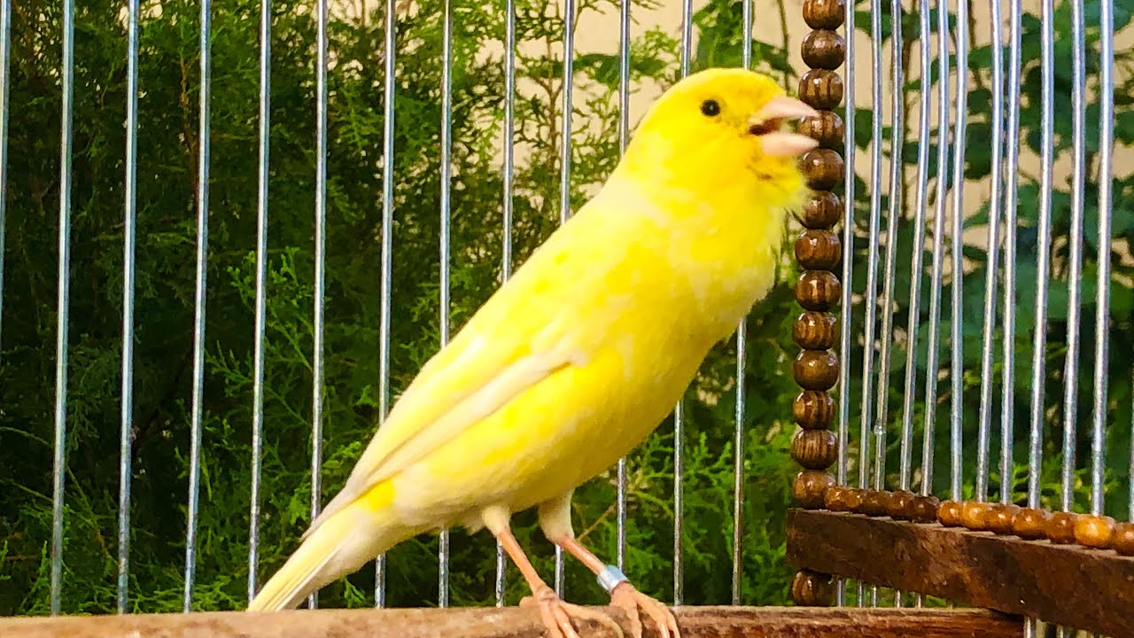The most Unique and Beautiful Canary Singing - YouTube