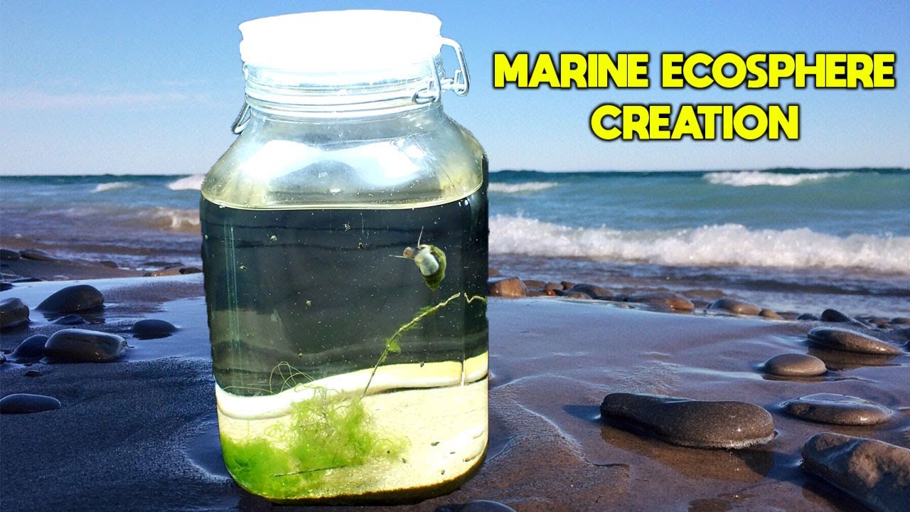Creating a SALTWATER Ecosphere │ Marine Ecosystem in a JAR - YouTube
