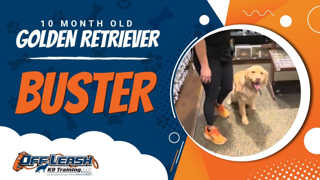 Golden Retriever , 10 Month Old, Buster | Two Week BNT| Best Dog ...