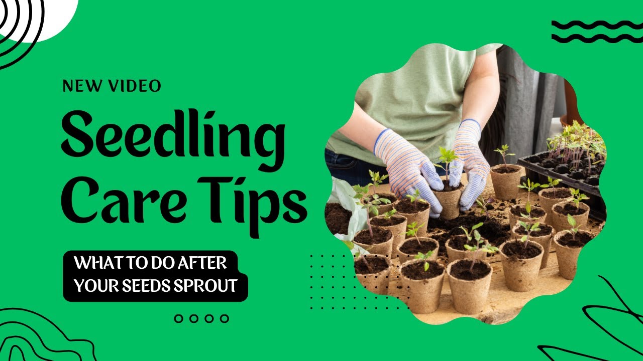 Simple Tips on Caring for your seedlings inside - The Days Before ...