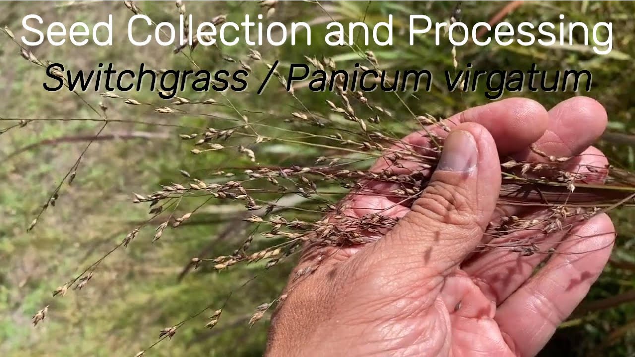 Seed Collecting 101:Harvesting and Processing Switchgrass (Panicum ...